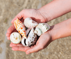 Shelling with Care: Sustainable Practices on Bradenton Area Beaches ...
