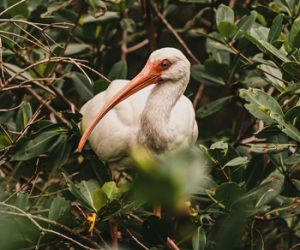Coastal Birds and Where to Find Them