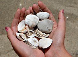 Shelling with Care: Sustainable Practices on Bradenton Area Beaches ...