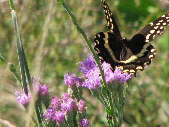 Duette Preserve