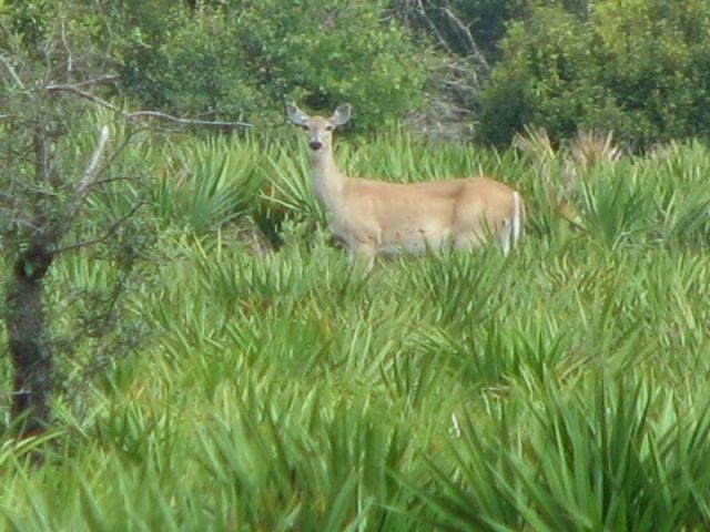 Duette Preserve