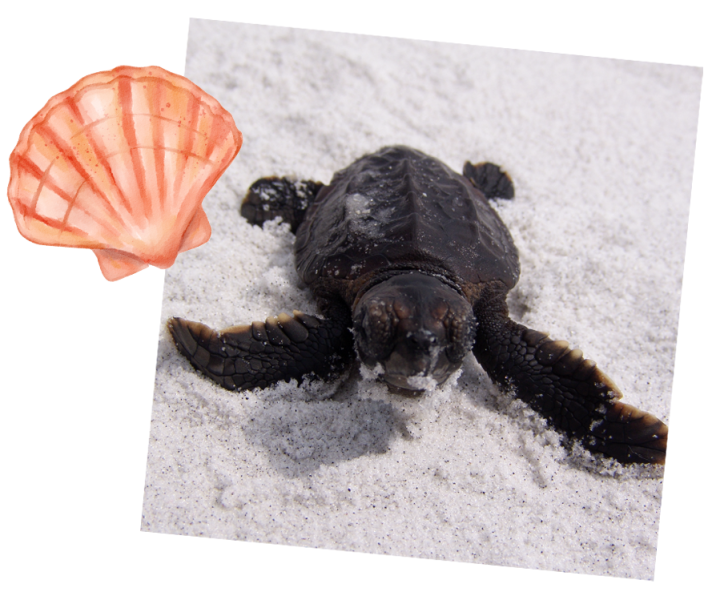 10 Fast Facts About Sea Turtles