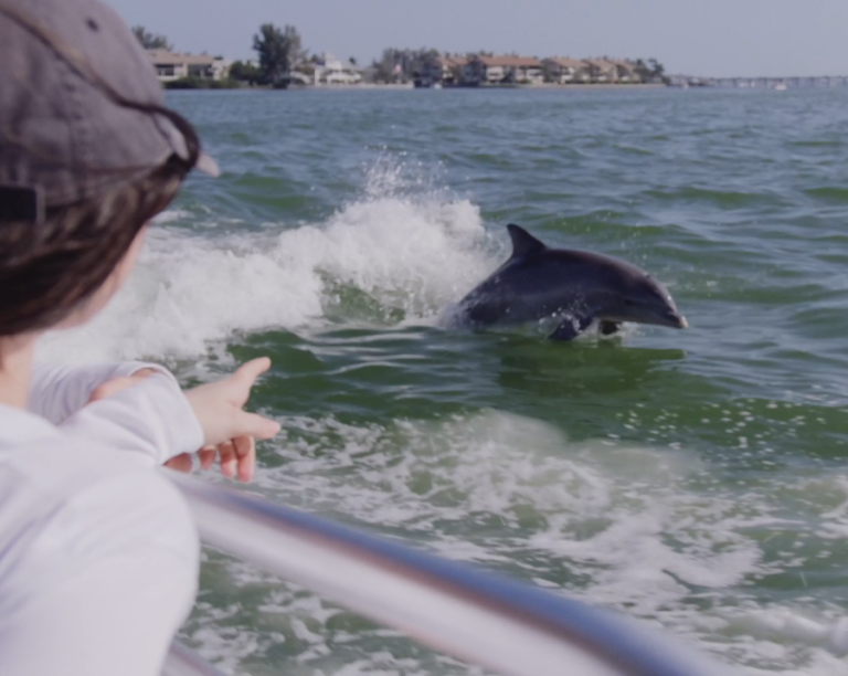 Spotting Dolphins in Bradenton Area Waters