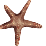 Easier Trips To and From Bradenton to Anna Maria Island